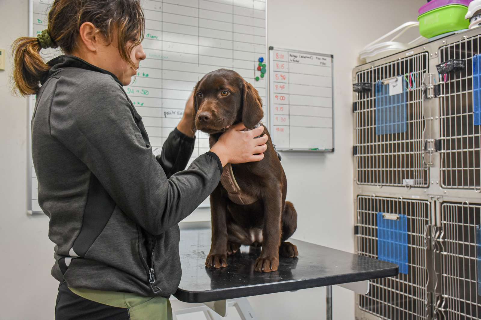 Dyrlægetjek på samlebånd | Dyrenes Beskyttelse
